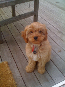 Cavoodle (Cavapoo) Dog Breed Information and Temperament - Platpets - Training Resources For ...